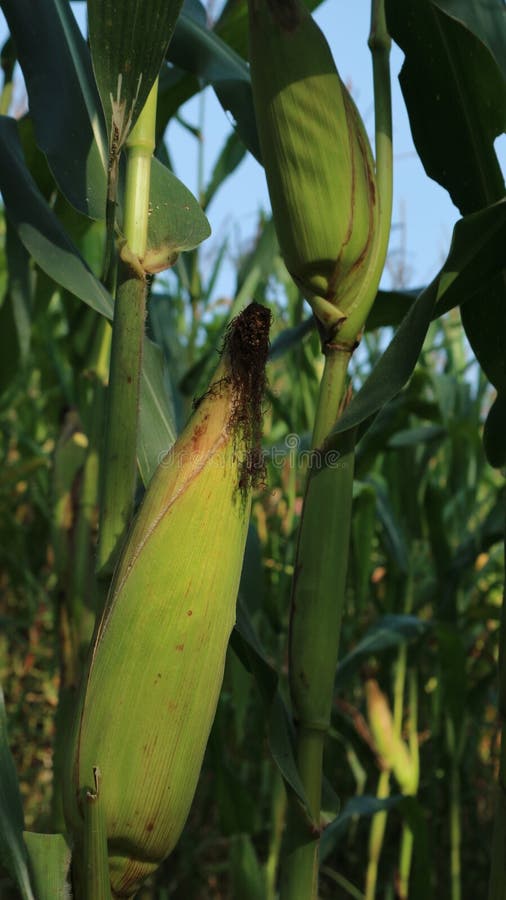 Corn is Still Bud, Young Corn Tree Stock Photo - Image of natural, blue ...