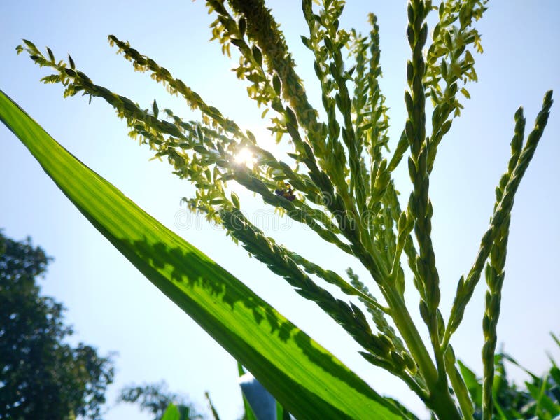 Corn that is Still in Flower Form Stock Photo - Image of corn, still ...