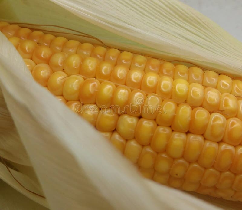 Corn that is Still Wet with Leaf Skin To Protect the Young Corn Stock ...
