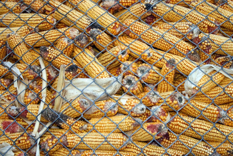 Corn storage stock image. Image of rural, vegetable, plant - 24003629