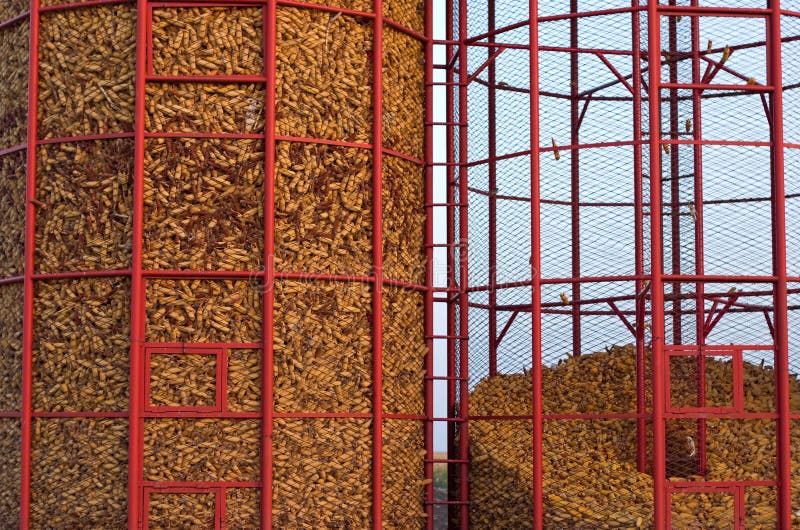 Corn Storage stock image. Image of corn, agriculture, cereal - 7731421