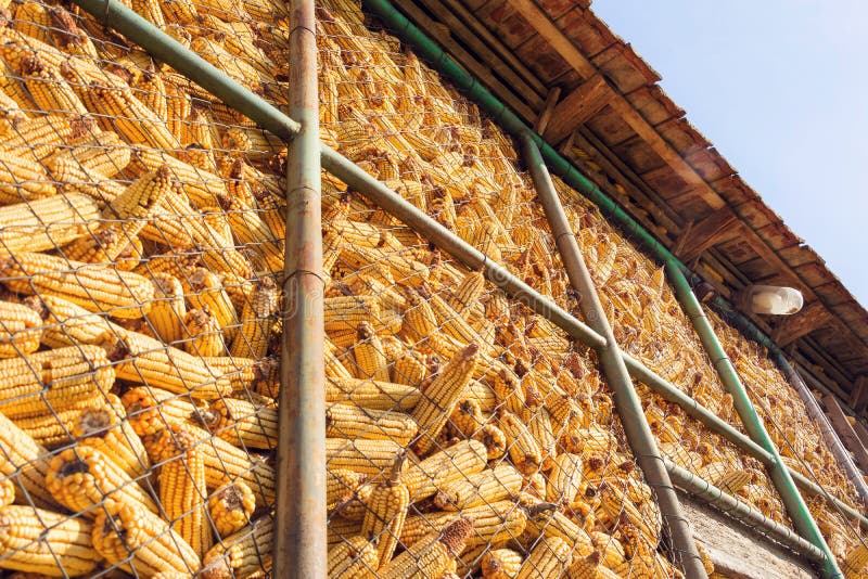 178 Yellow Corn Barn Storage Stock Photos - Free & Royalty-Free Stock ...