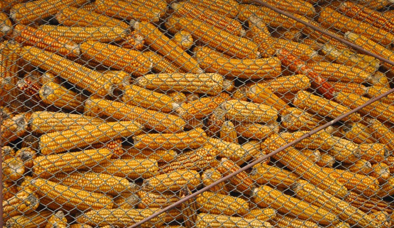 Dry Corn Storage stock image. Image of farm, cage, field - 16955007