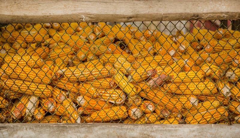 Dry Corn Storage stock image. Image of farm, cage, field - 16955007