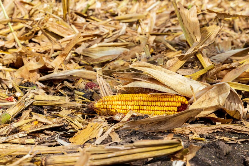 Corn Stover in Cornfield after Harvest. Stock Photo - Image of crop ...