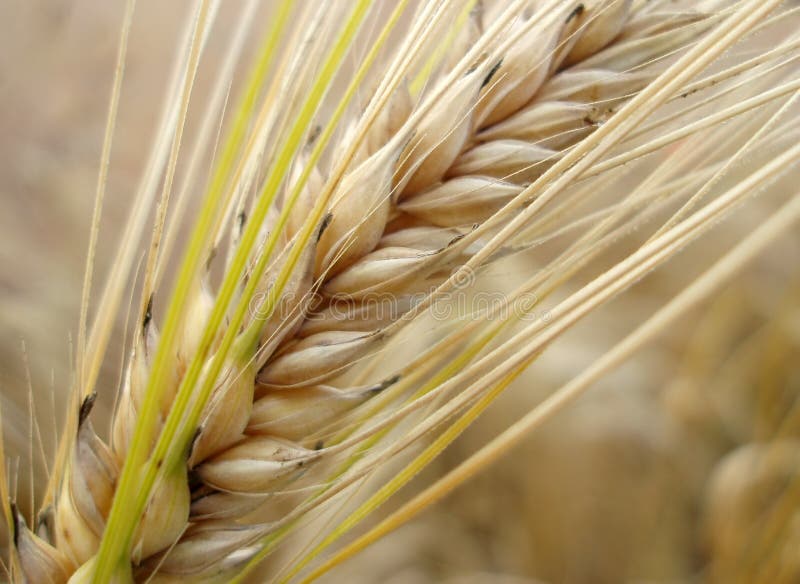 Corn straw stock image. Image of close, seed, botanical - 173641