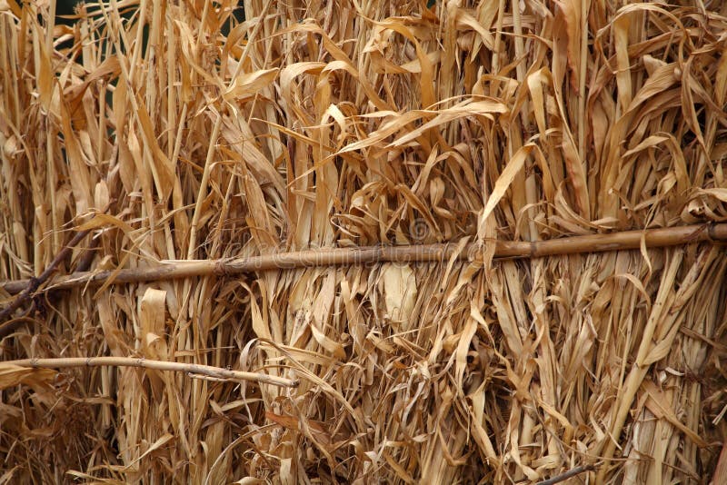 Corn straw stock photo. Image of grass, photographed - 59836876