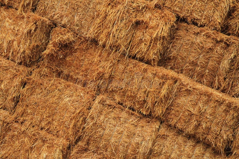 Corn straw stock photo. Image of grass, photographed - 59836876