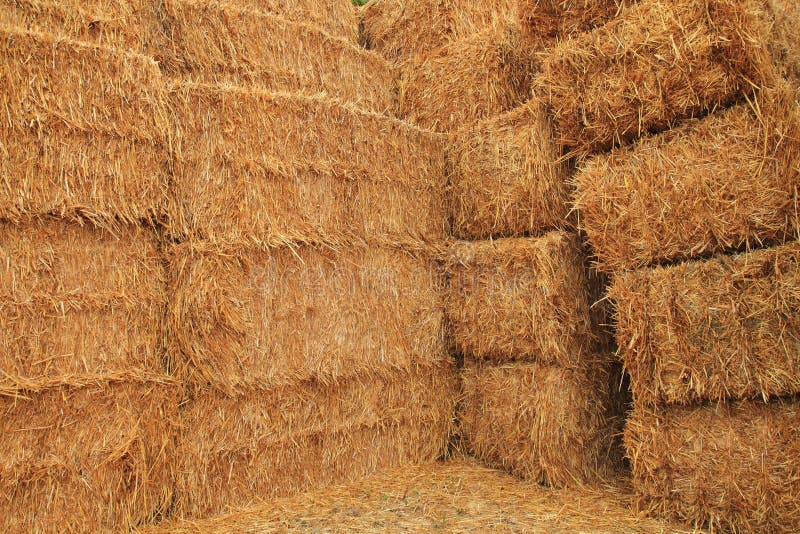 Corn straw stock photo. Image of grass, photographed - 59836876