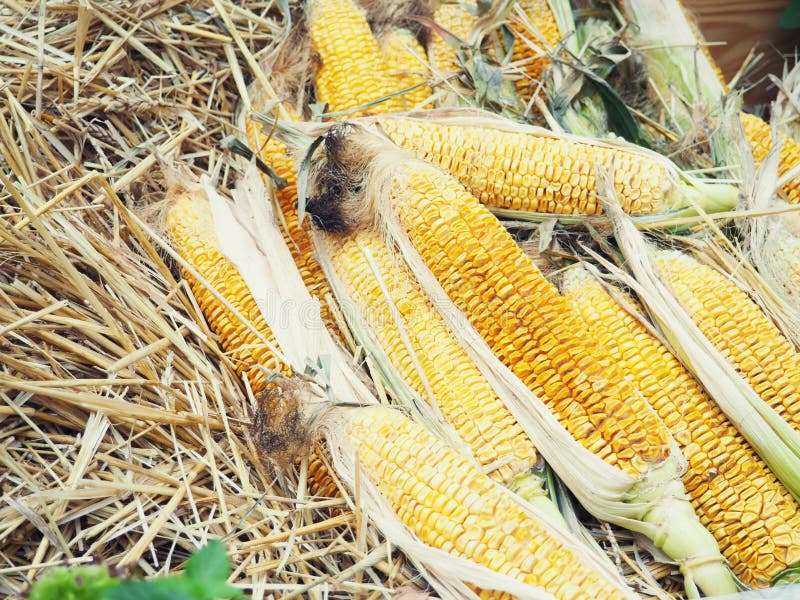 Corn in the Straw. Freshly Harvested Corn in the Straw on Rustic Wooden ...