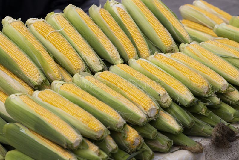 Corn on the Street Market in Eger, Hungary Stock Image - Image of ...