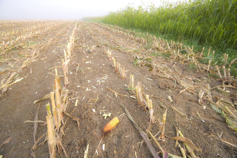 Corn Stubble stock photo. Image of copyspace, plant, agriculture - 21379906