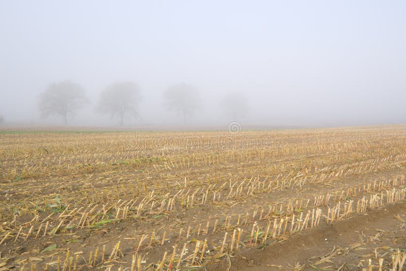 Corn Stubble stock photo. Image of ground, agriculture - 21379986