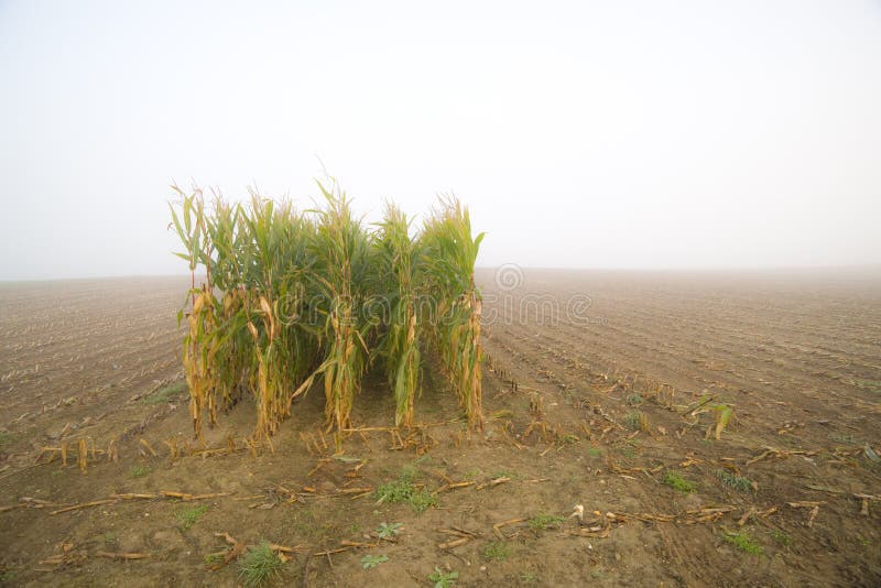 Corn Stubble Field on a Misty Morning Stock Image - Image of cereal ...