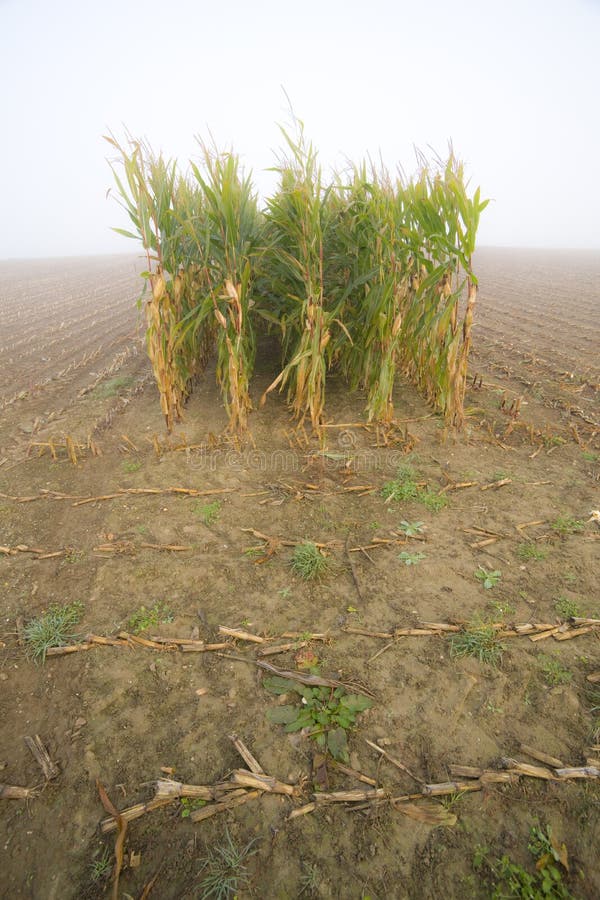 Corn Stubble Field on a Misty Morning Stock Image - Image of cereal ...