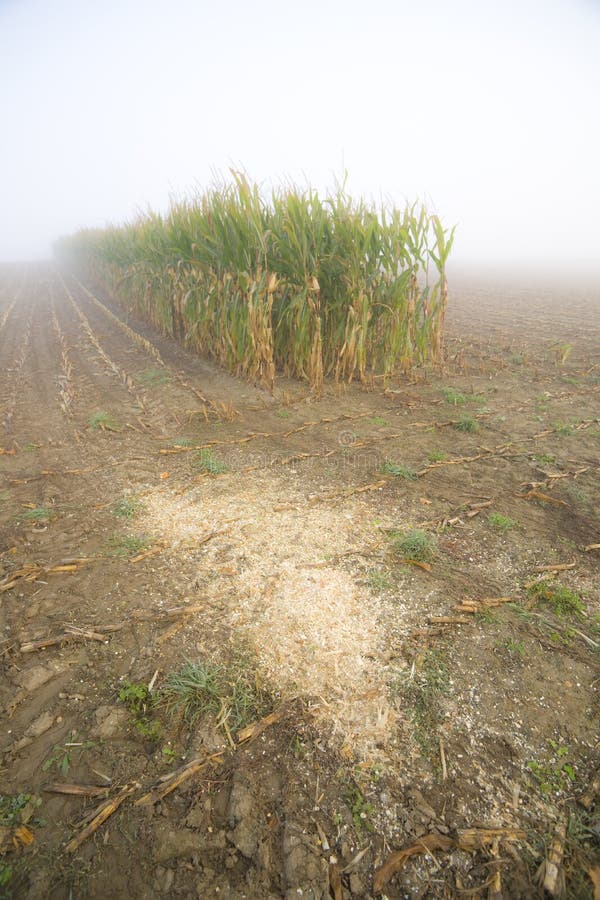 Corn Stubble Field on a Misty Morning Stock Image - Image of mist ...