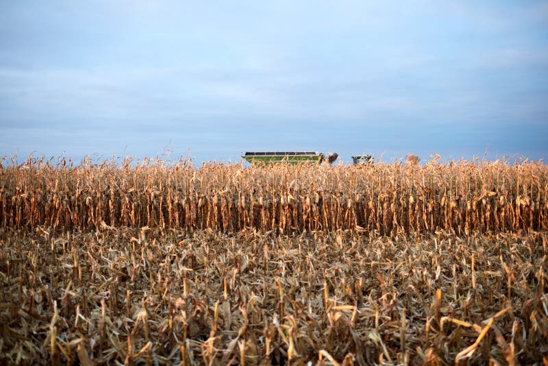 Corn Stubble and Maize Plants during Fall Harvest Editorial Stock Photo ...