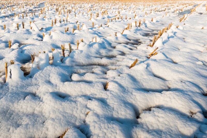 Corn Stubble in the Snow from Close Stock Photo - Image of agricultural ...