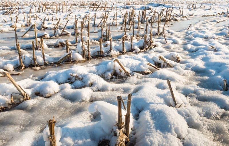 Corn Stubble in the Snow from Close Stock Photo - Image of line, land ...