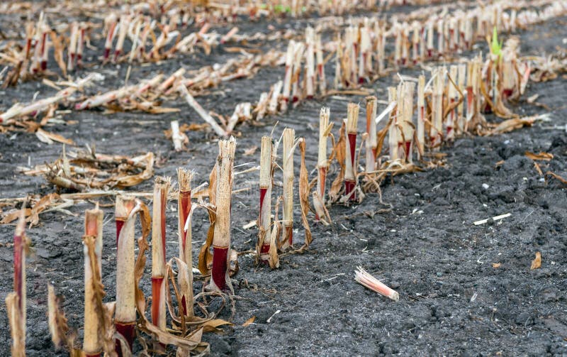 Corn stubble up close stock photo. Image of grain, agriculture - 125215308