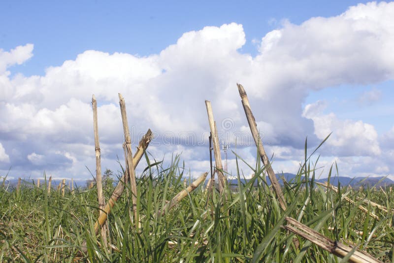 Corn Stubble stock image. Image of agriculture, corn - 39022207