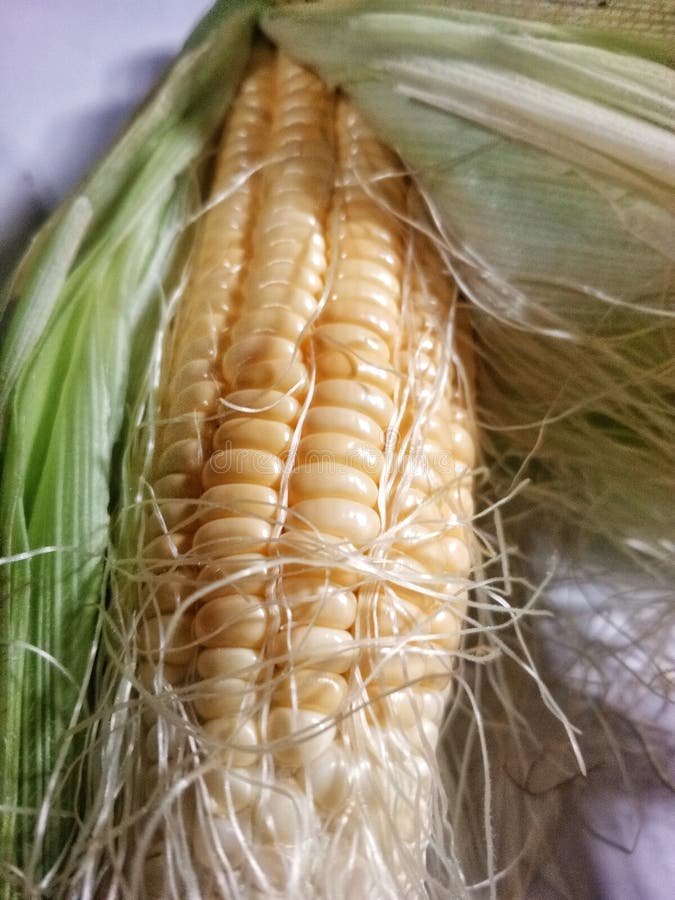 Corn Substitute Staple Food Stock Photos - Free & Royalty-Free Stock ...