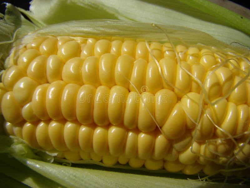Corn stock image. Image of nature, harvest, diet, food - 57134995
