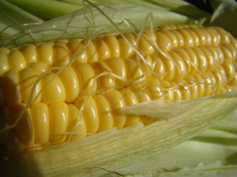 Corn stock photo. Image of food, corn, plant, annual - 57135586
