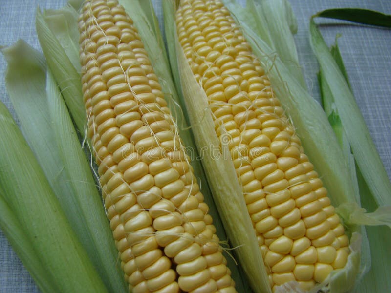Corn stock image. Image of nature, yield, annual, diet - 57135591