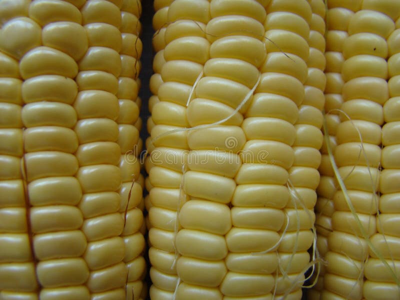 Corn stock image. Image of nature, grain, annual, herb - 57135597