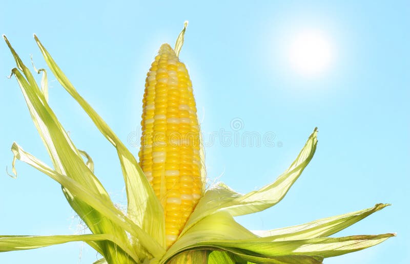 Corn in the sun stock photo. Image of bloom, grow, gold - 2870762