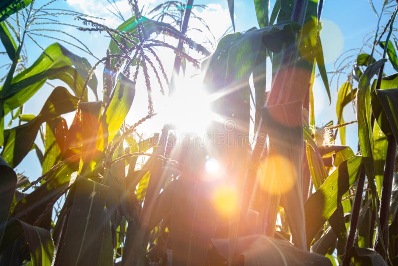 Corn and sun close up stock photo. Image of beautiful - 195849574