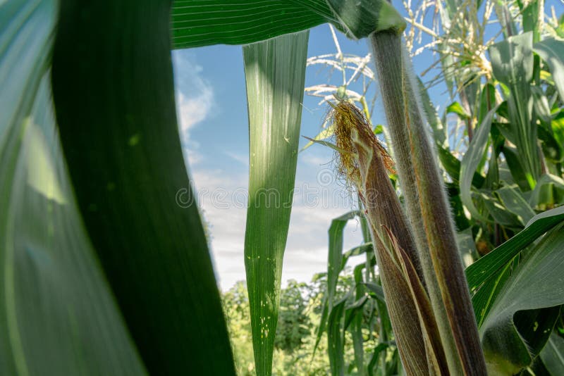 Corn and sun close up stock image. Image of sunlight - 195849989