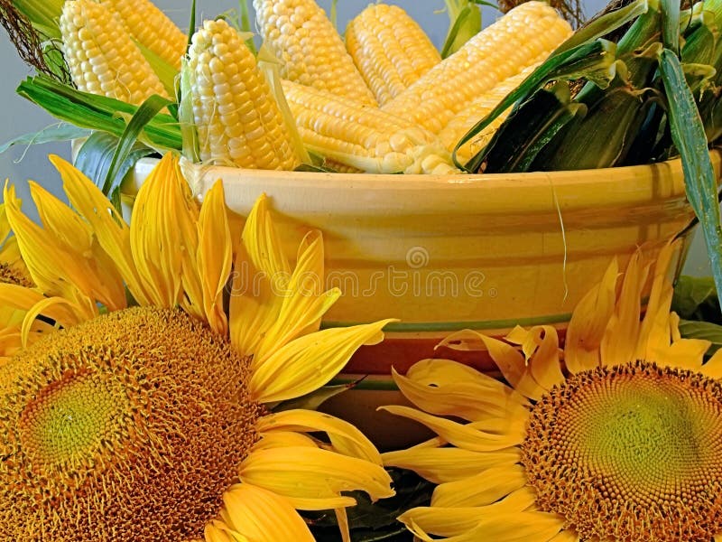Beautiful Sunflowers Farm on the Sunny Summer Day Stock Image - Image ...
