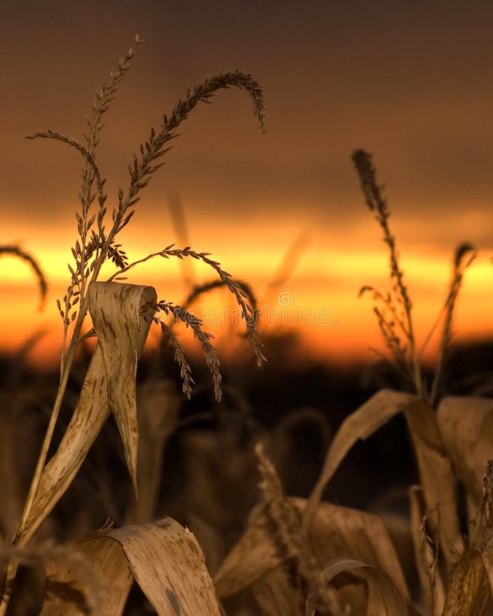 Corn Sunset stock photo. Image of stalk, agriculture, corn - 548056