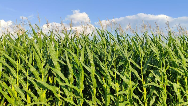 Corn Field. Corn Sways in the Wind Stock Footage - Video of grassland ...