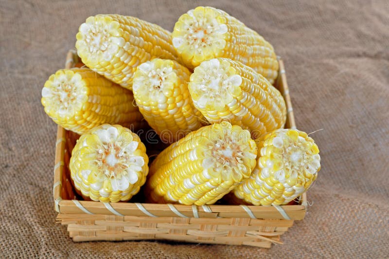 Corn on the Cob Display at Agricultural Show Stock Image - Image of ...