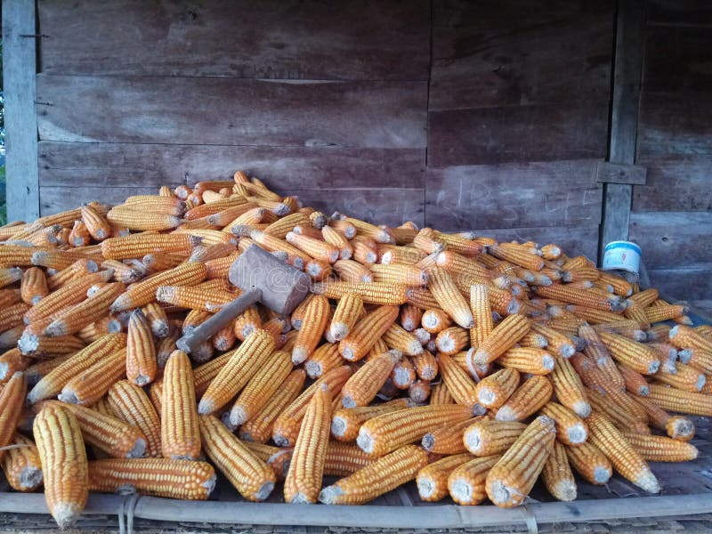 Corn on the Table stock image. Image of yellow, table - 212414105