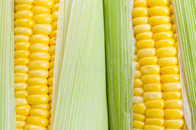 Corn on the table stock image. Image of organic, nutrition - 92810005