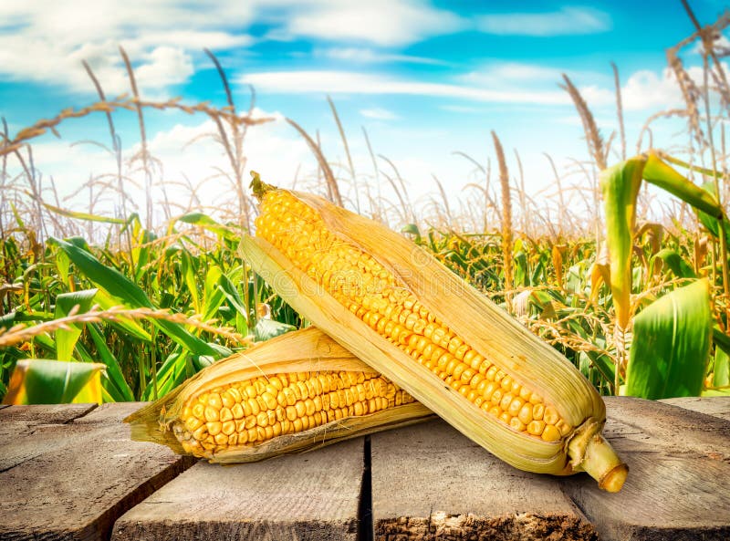 Corn on table stock photo. Image of autumn, root, gardening - 195424494