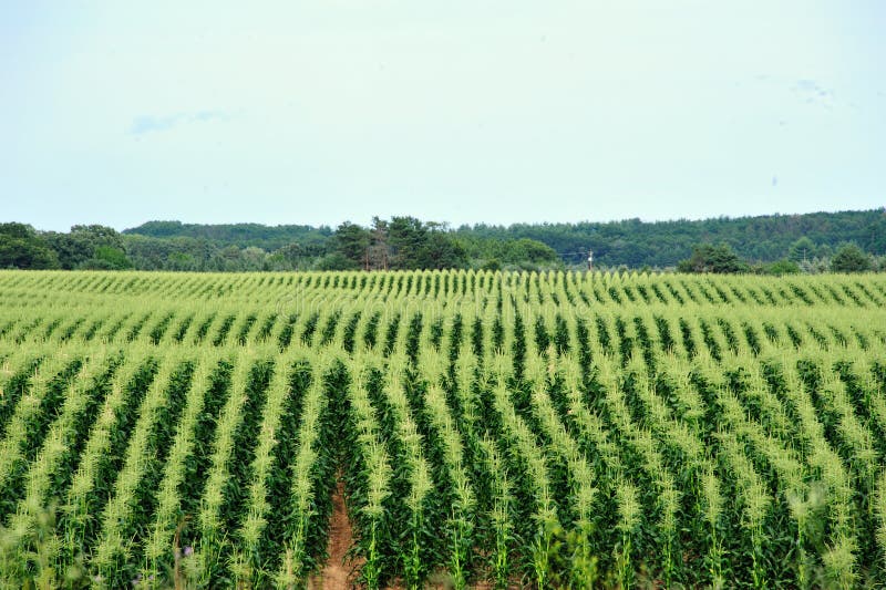Corn and alfalfa Wisconsin stock image. Image of agricultural - 3348519