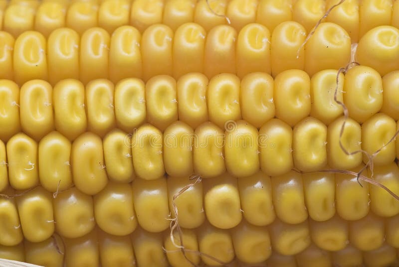 Corn texture. stock photo. Image of corn, flour, cereal - 13047624