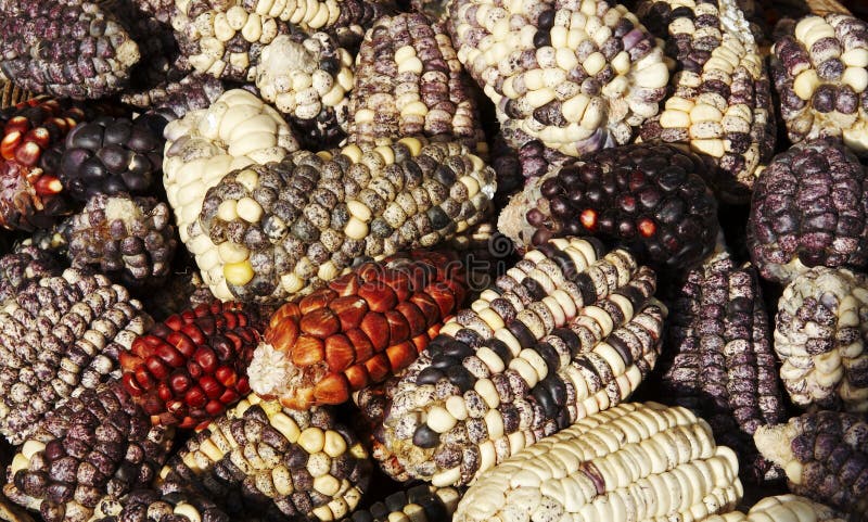 Maize texture. stock image. Image of agriculture, genetics - 13092619