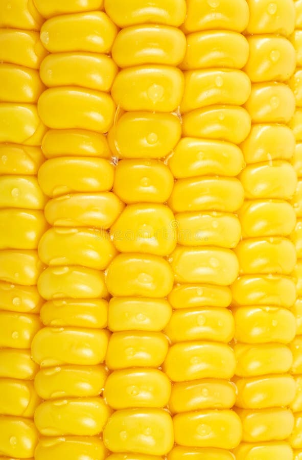Corn texture stock photo. Image of agriculture, maize - 24115602