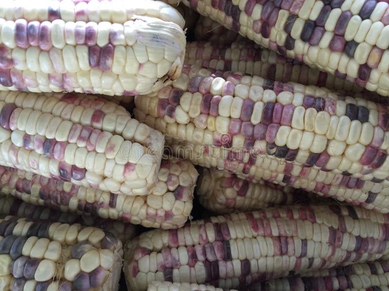 Corn texture stock photo. Image of background, dried - 53853744