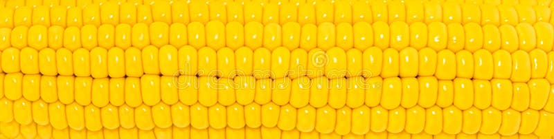 Corn Texture Background. Corn Grains Close Up Stock Image - Image of ...