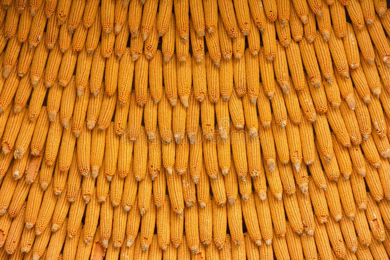 Corn Texture for Background Wallpaper. Background from Corn Stock Photo ...