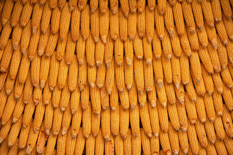 Corn Texture for Background Wallpaper. Background from Corn Stock Image ...