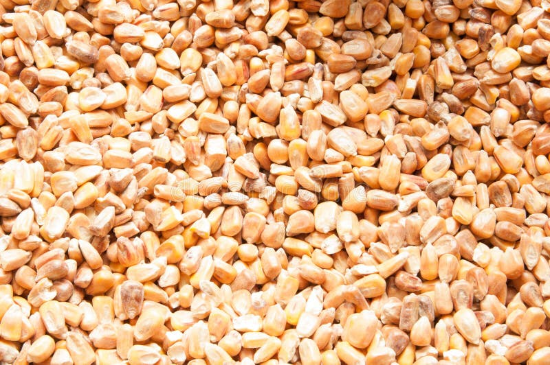 Corn texture stock photo. Image of agriculture, maize - 24115602
