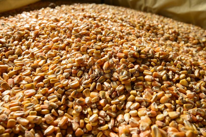Corn texture stock image. Image of plant, agriculture - 70560929